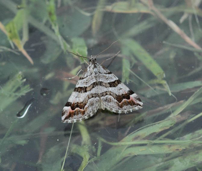 Latest Bird Sightings Outer Hebrides